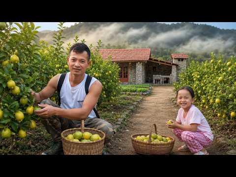 A Young Man Harvests Fresh Lemons and Finishes the Bathroom Doors of His Stone House - Ngo Tue TV