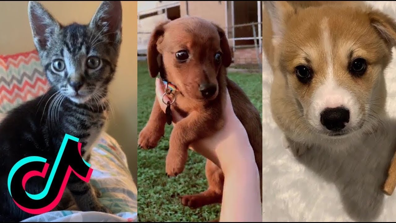 Tik Tok Cats Funny And Cute Cats Video Compilation 2019 19 Youtube