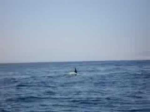 Delfines Calderon Gris - YouTube