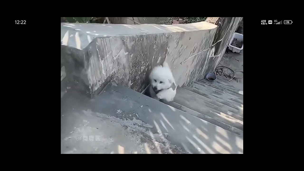 Funny Chinese Dogs - YouTube