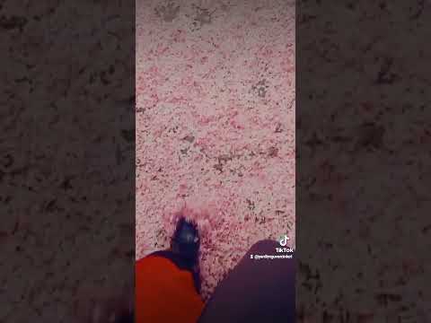 Dokunmaya kıyamadığım çiçekler ayaklarımın altında