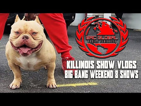 AMERICAN BULLY EXOTIC BULLY DOG SHOW!!!!!!!!! BIG BANG 8 SHOWS!!!! KILLINOIS KENNELS SHOW VLOGS!!!!!