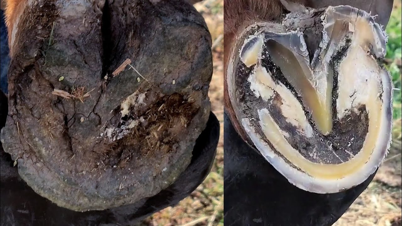 What Farriers See - Hoof Transformation - Trimming Overgrown Hoof ...