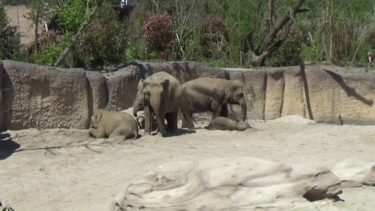 Wildlands Adventure Zoo, Emmen - YouTube