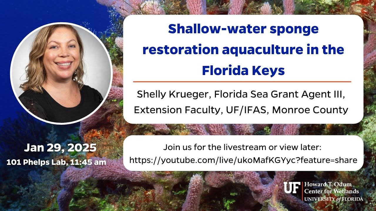 W3 Seminar: Shallow-water sponge restoration aquaculture in the Florida ...