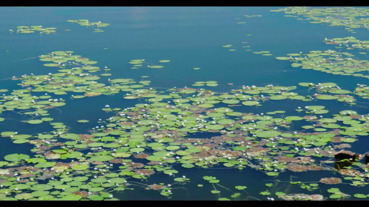 SWA's Dyer Park West Palm Beach, Florida - YouTube