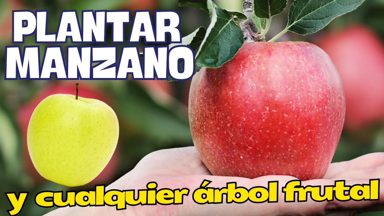 🍎 CÓMO PLANTAR un MANZANO PASO a PASO. TRUCOS para PLANTAR CUALQUIER ...