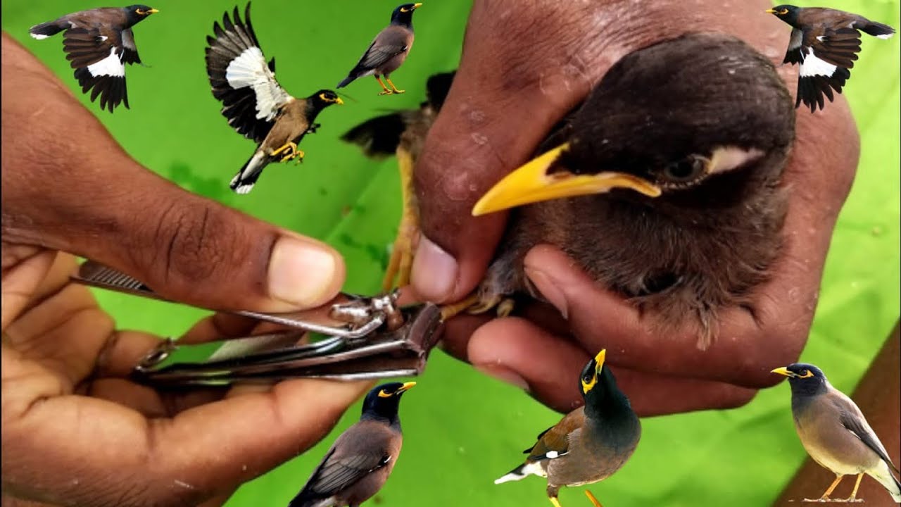 Aaj main Salik Bird ka nail cut rahi hun - YouTube