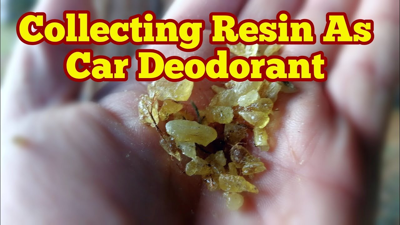 Collecting Conifer Resin To Use As Deodorant In Car - YouTube