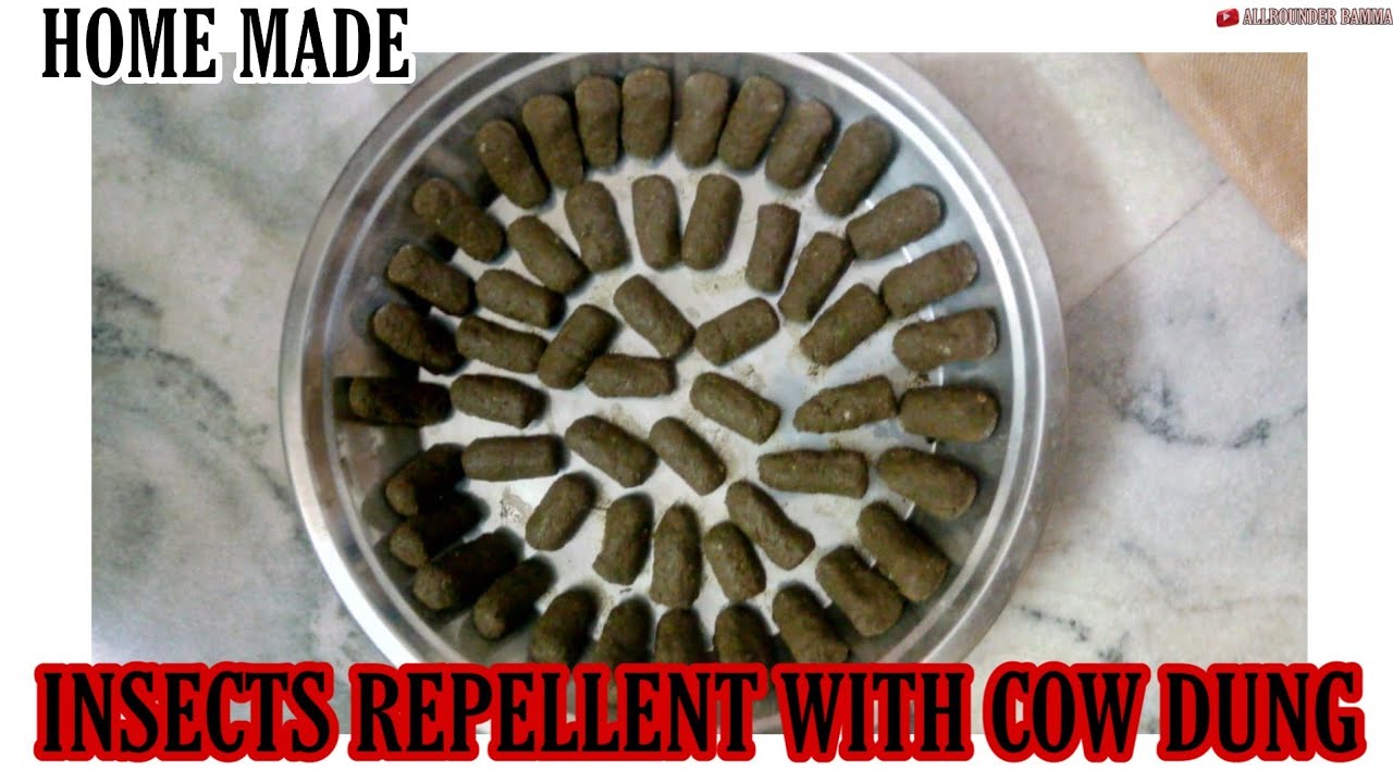 Insects Repellent with cow dung | Home Made Procedure - YouTube