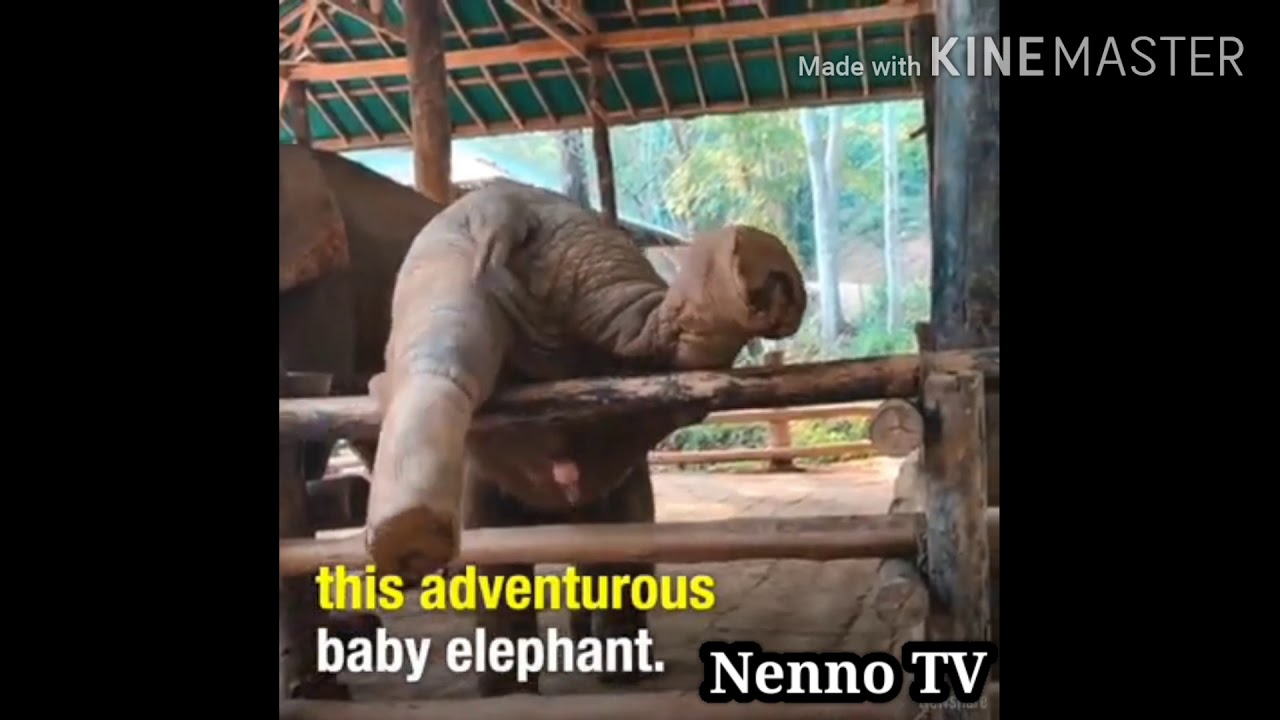 animal making fun.......🐘Naughty elephant🐘 name JAMUN...🍇 - YouTube