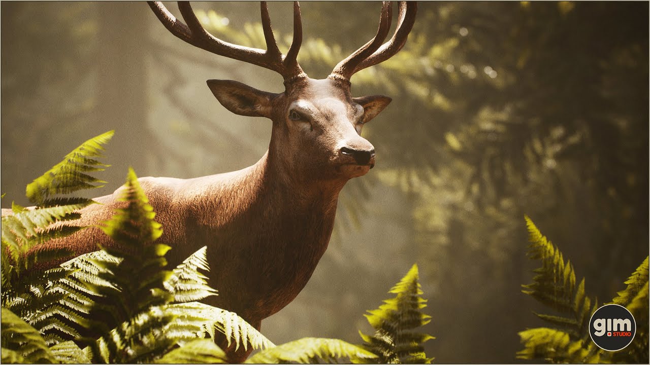 Red Deer animation preview - YouTube