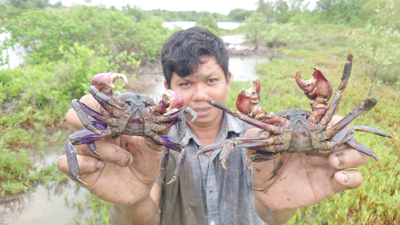Amazing Catching Sea Crabs at The Sea Swamp after Water Low Tide - YouTube
