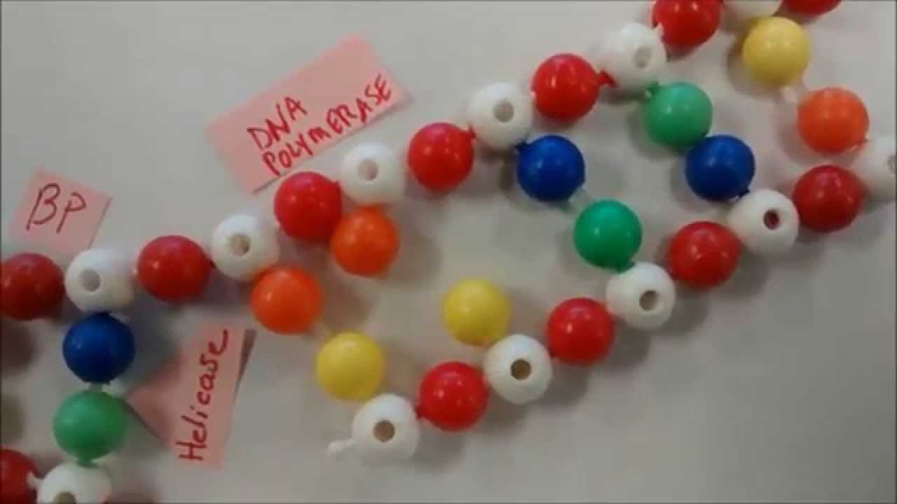Dna Model Project With Beads
