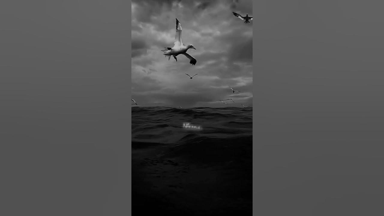 Mohabbat Mein Daga Ki Thi 💔 Full Screen Whatsapp Status Zaroori Tha