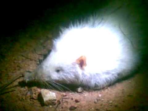 tikus ter besar di dunia - YouTube