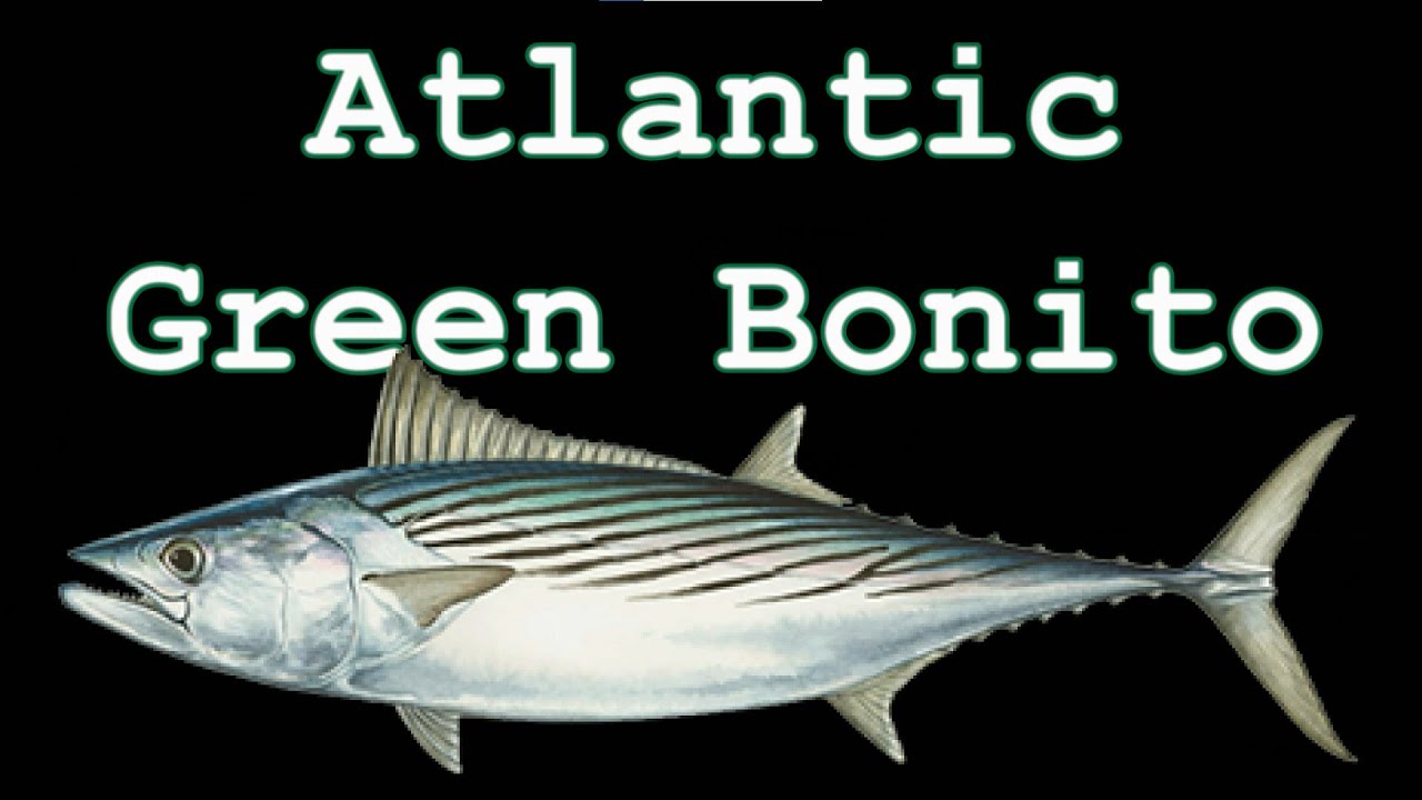 Amazing Green Bonito Fishing off Atlantic Beach , New York - Live Chum ...