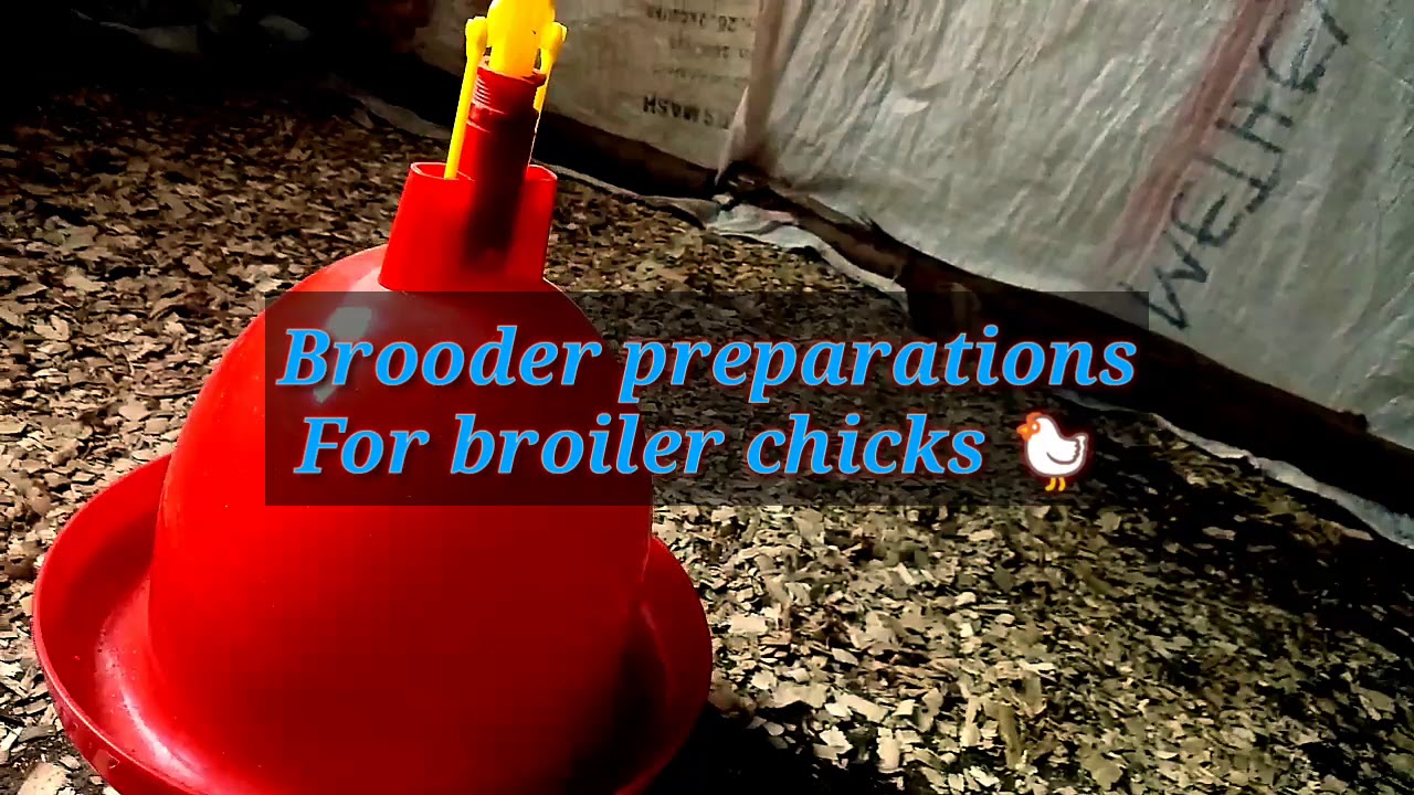 PREPARING A BROILER BROODER TIPS - YouTube