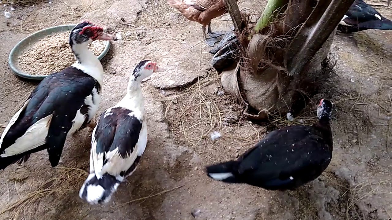 cara ternak anak entok dengan kandang sederhana - YouTube