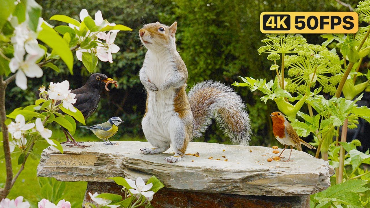 Cat TV for Cats to Watch 😸 Birds & Squirrels eat amongth the flowers 🕊 ...