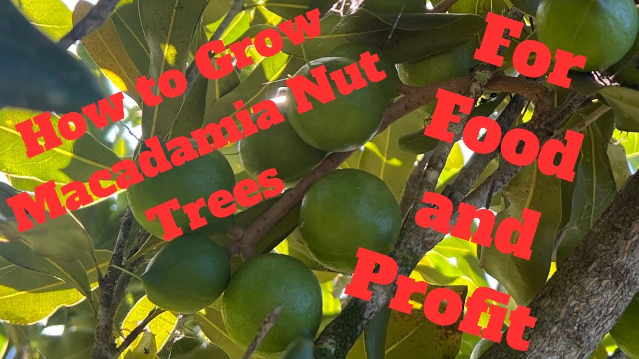 How to Grow Macadamia Nut Trees for Food and Profit - Aussie Prepper ...