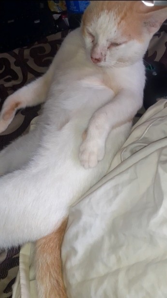 my cat reaction to stinky little baby 😅 #catshorts #cat #lifewithcats # ...