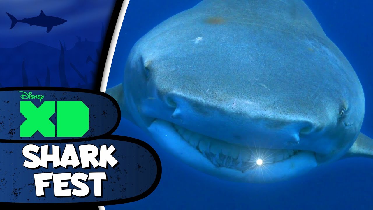 SHARKFEST IS BACK! | Disney XD's Sharkfest | Monday 9P | @disneychannel ...