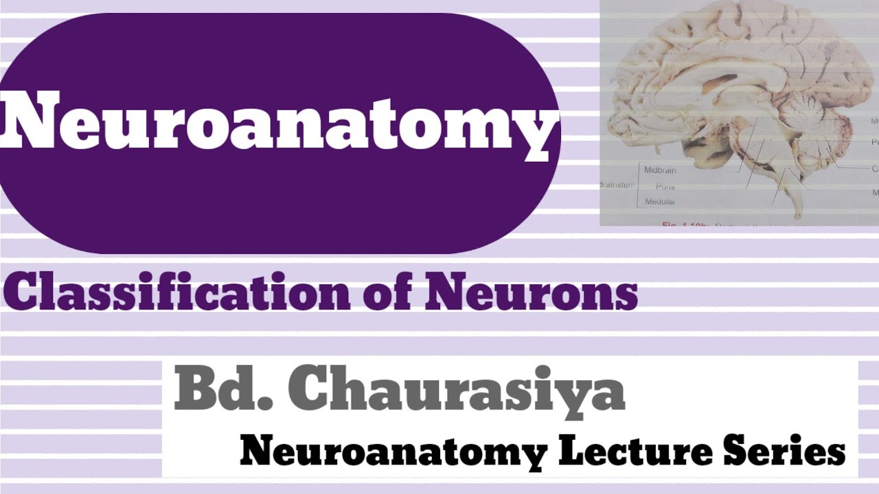 Types of neurons | Neuroanatomy made easy | medical education - YouTube