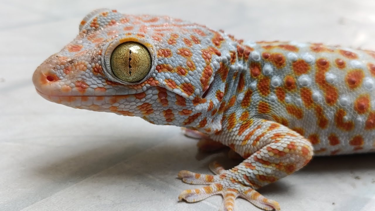 My Tin Gecko đang phát trực tiếp! Gecko lizard tokek toko tắc kè kêu ...