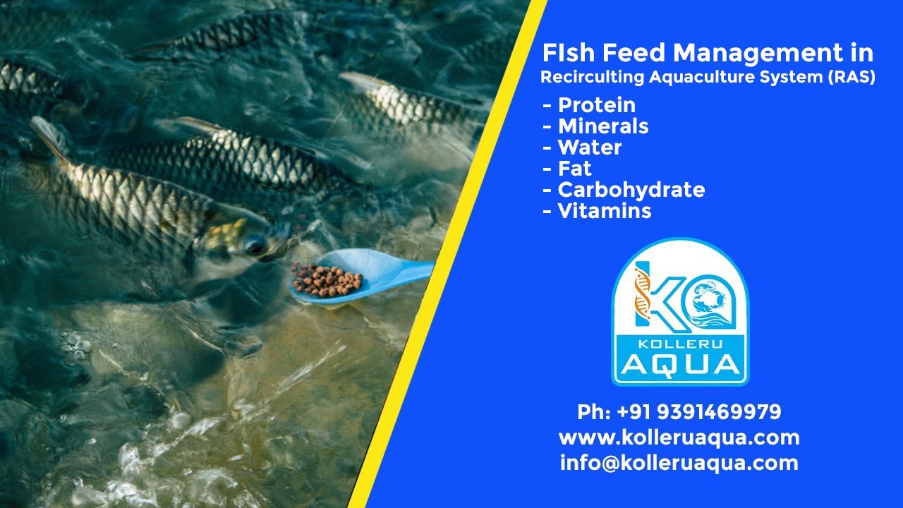 What is Fish Feed Management | Fish Feed Management in Recirculating ...
