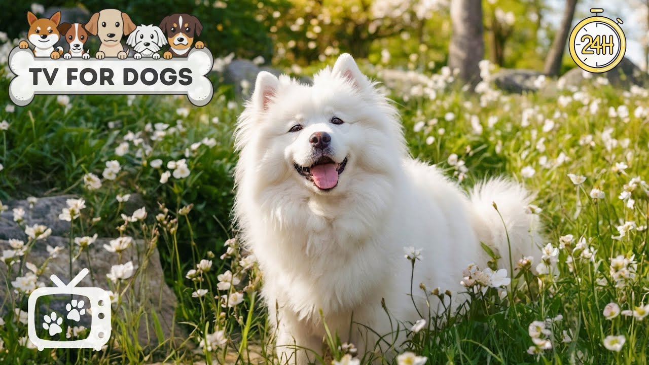 DOG TV: Boredom-Busting Entertainment for Dogs - Relaxing Music to Ease ...