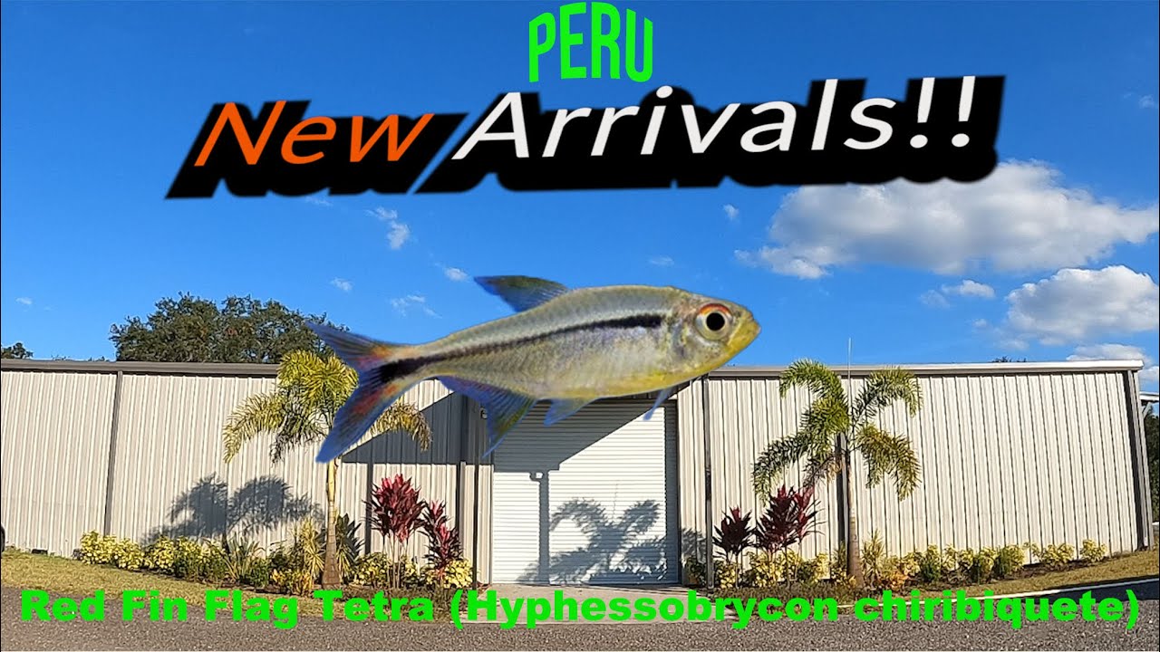 Red Fin Flag Tetra (Hyphessobrycon chiribiquete) ️ 🐟 #imperialtropicals ...