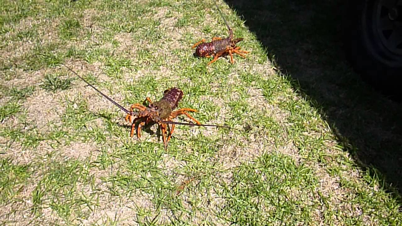 Crayfish race - YouTube
