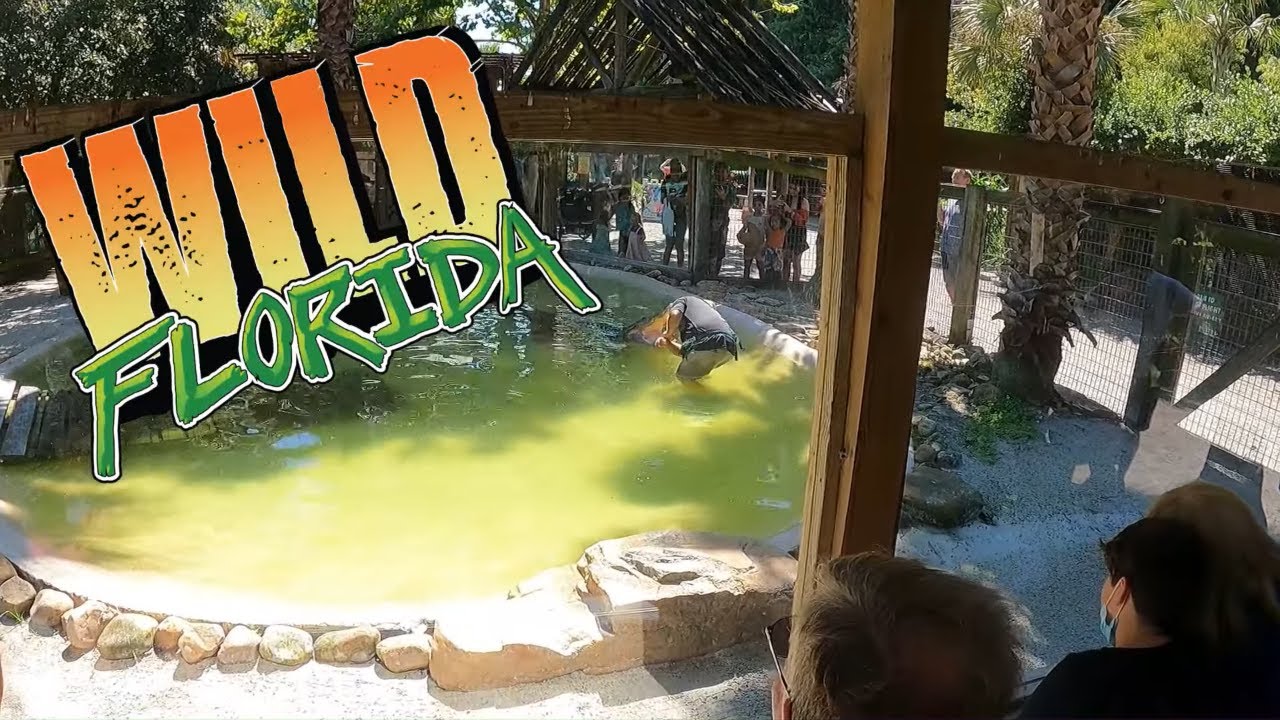 AIRBOATS AND ALLIGATORS, ITS JUST LIKE HOME | WILD FLORIDA - YouTube