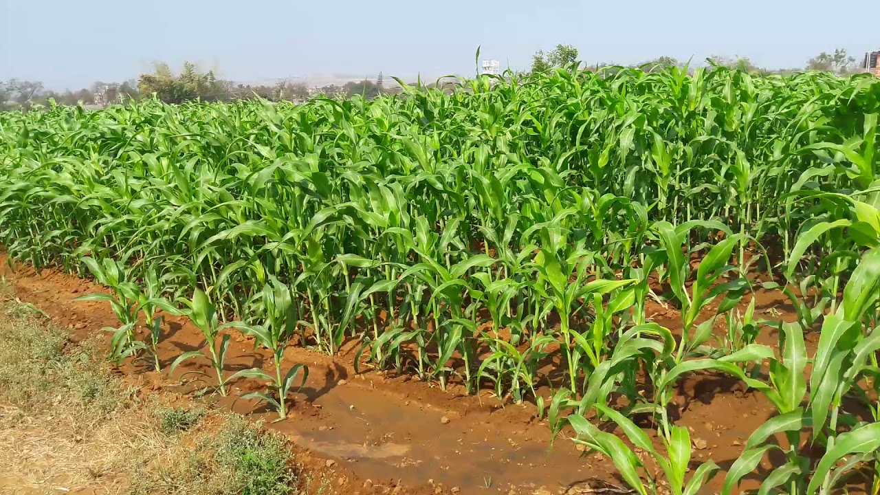 Maharashtra Farming| Marathi Shetkari| Kolhapur chi Shetkari |Shetkari ...
