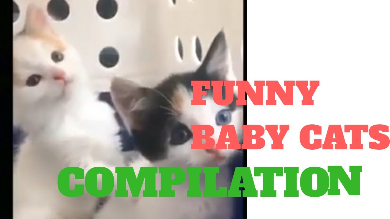 Funny Baby Cats Compilation/Cute and Hilarious Cats - YouTube