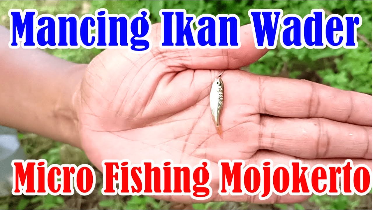 Mancing Ikan Wader Di Sungai Kecil Pemancing Micro Fishing Mojokerto || Pancing Wader - YouTube