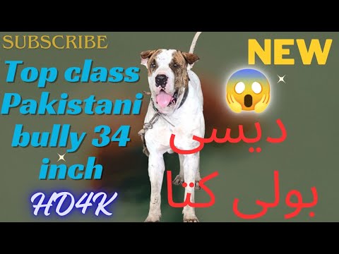 Punjabi Bully Dog Show 2025 🔥🐶 Powerful Desi Bully Kutta | Pakistani ...