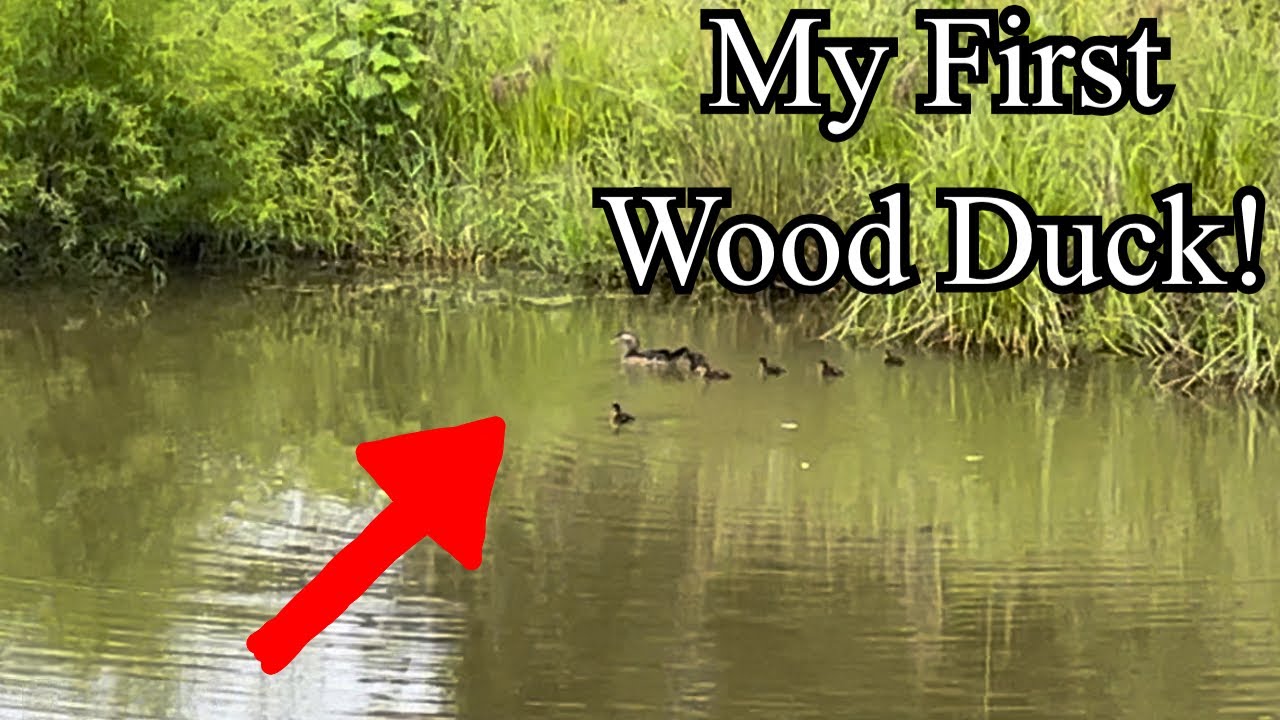 My First Time Seeing a Wood Duck Family, Live Reaction - YouTube