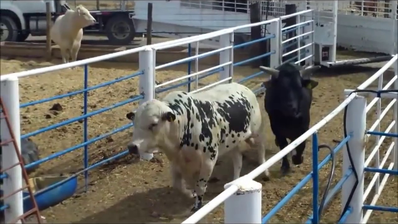 Unloading Bucking Bulls - YouTube