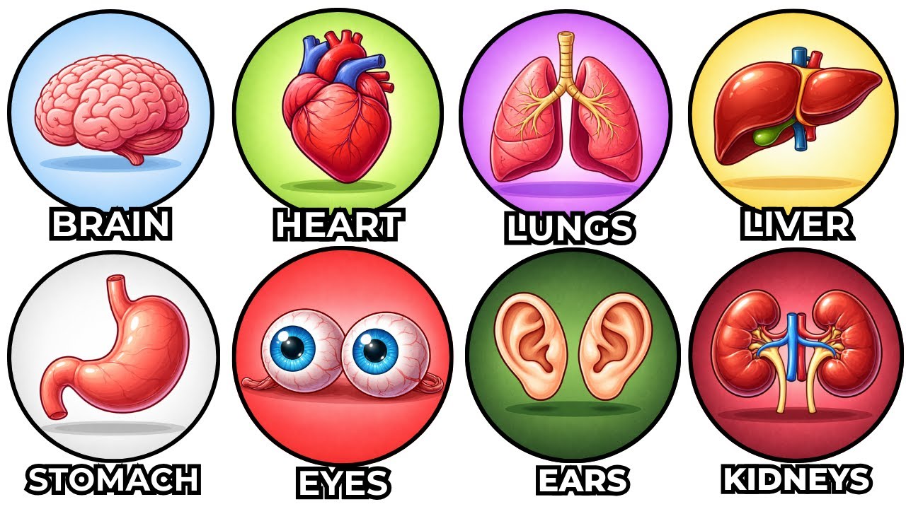 Every KEY Organ In The Human Body Explained in Detail - YouTube