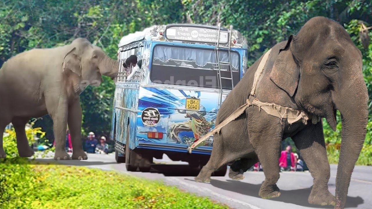 Pathetic! Mother Elephant Tries To Ask For Help From Tourists Help Her ...