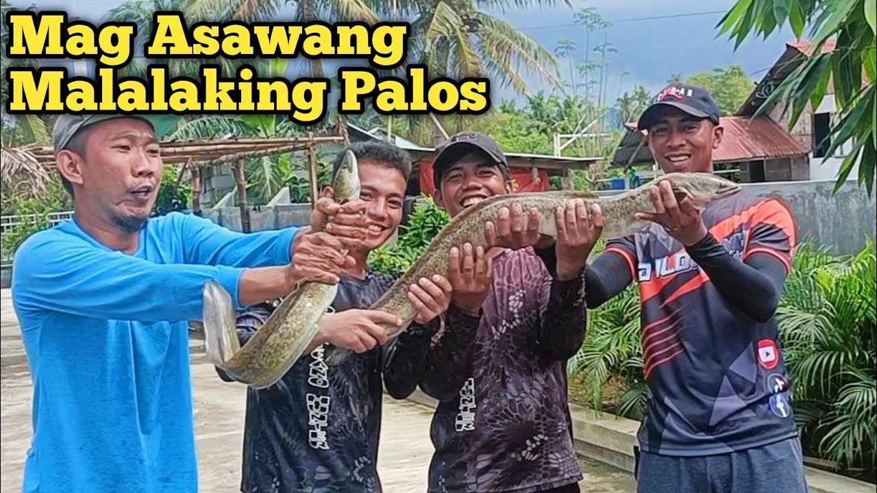 e232 Dalawang Malalaking Palos ito ay mag asawa | Sumabay sa agos Ng ...