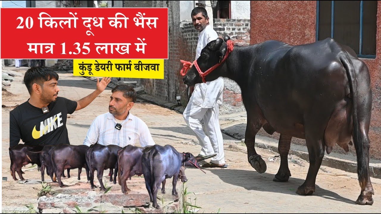 20 किलों दूध की भैंस मात्र 1.35 लाख में || 3 BUFFALO FOR SALE, KUNDU ...
