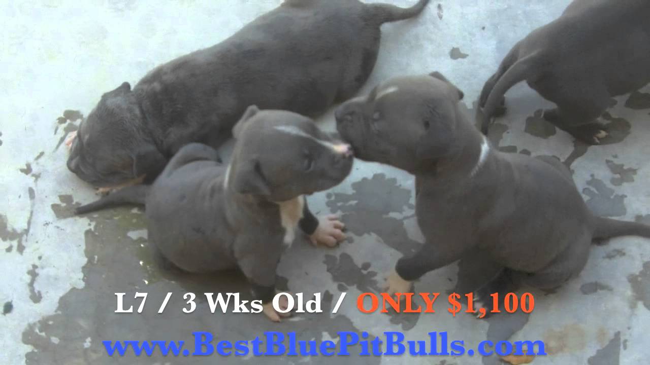 Pitbull puppies for sale in Arizona 'PR' UKC Registered Blue Pit Bull ...