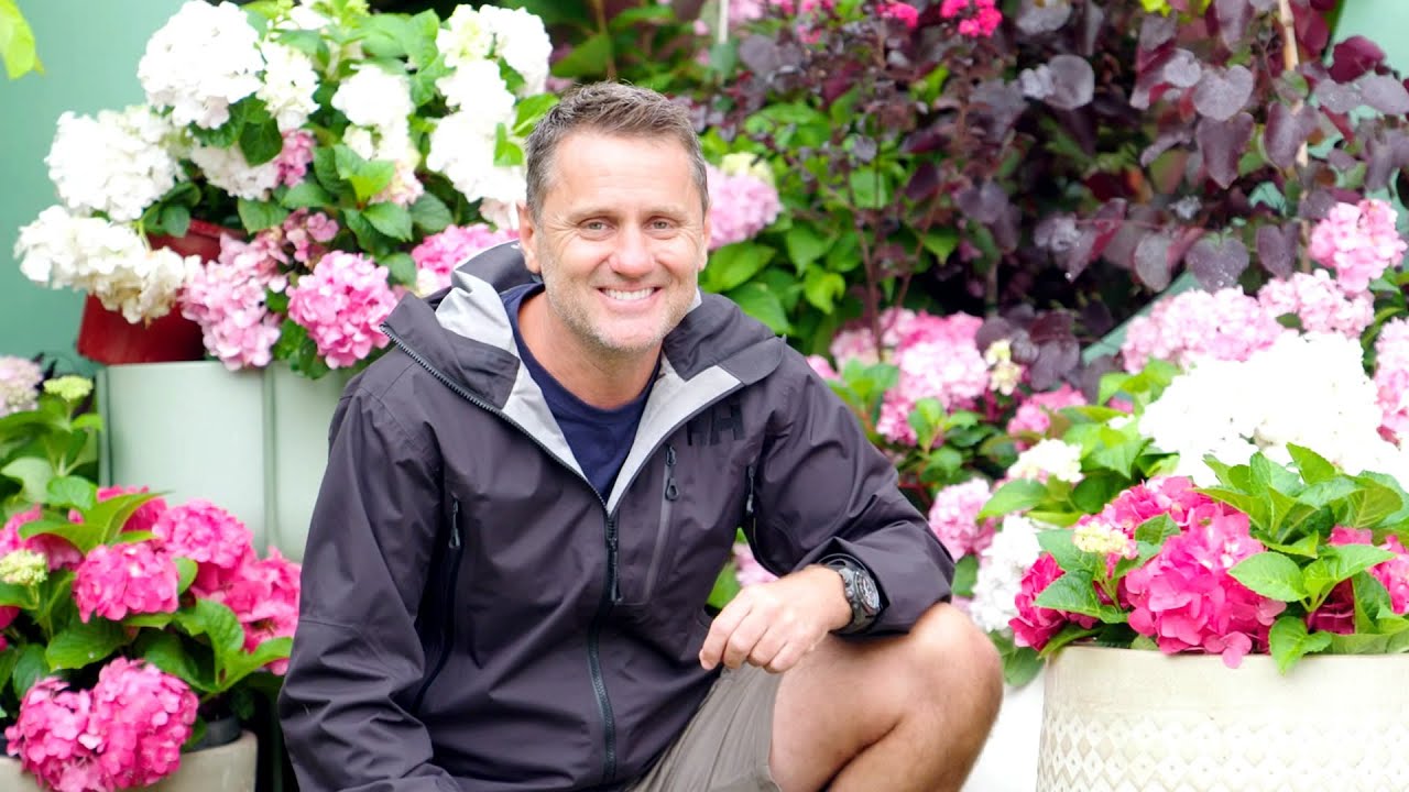 The Garden Gurus - Endless Summer Hydrangeas - YouTube