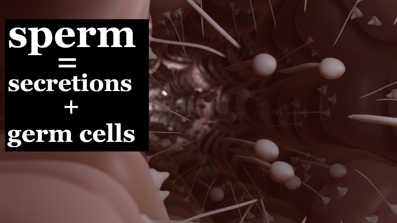 The male reproductive system - YouTube