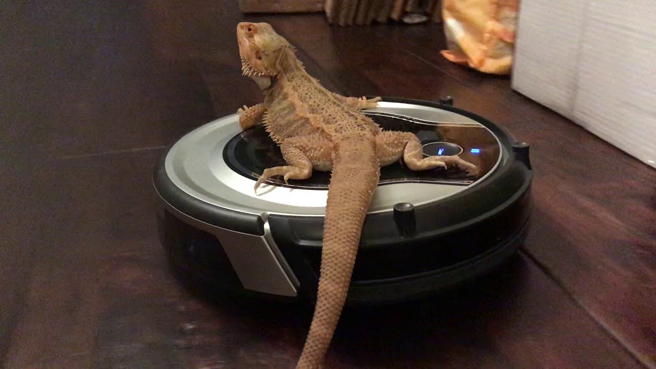 Bearded Dragon Takes Relaxing Roomba Ride || ViralHog - YouTube