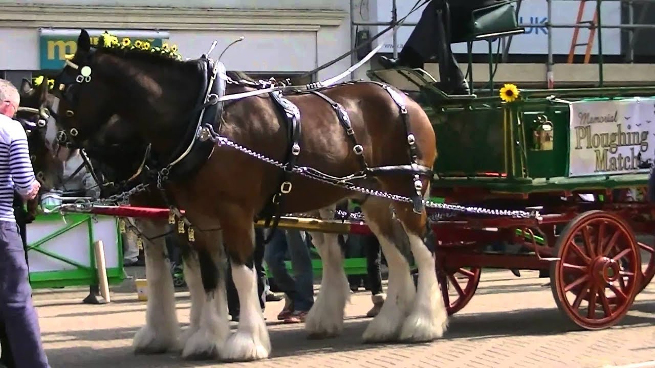 Dray Horses - YouTube