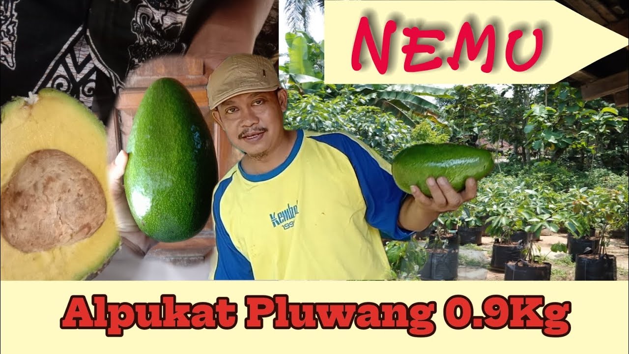 PENEMUAN ALPUKAT PLUWANG SEBERAT 0,9KG - SINAU ALPUKAT - YouTube